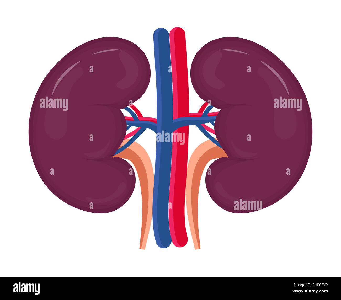 Kidneys for medical icon vector. Cartoon internal organ concept of ...