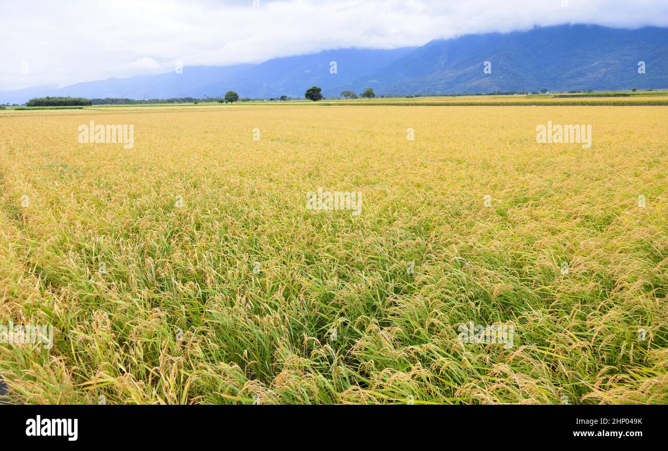 close up Beautiful Ripe rice field at autumn Stock Photo - Alamy