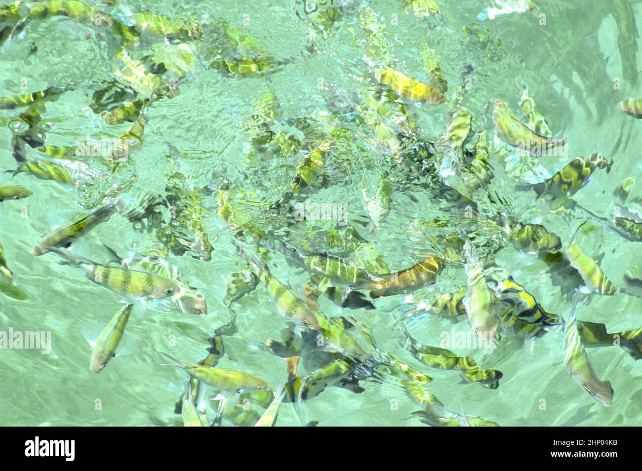 Fish swimming in the sea Stock Photo - Alamy