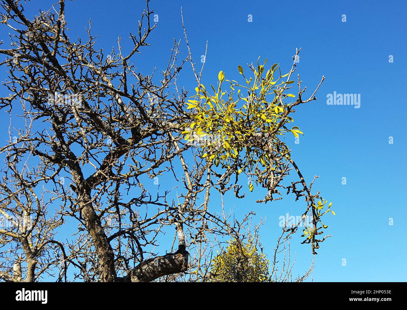 Mistletoe, Viscum album, is a parasite that lives on our native trees ...