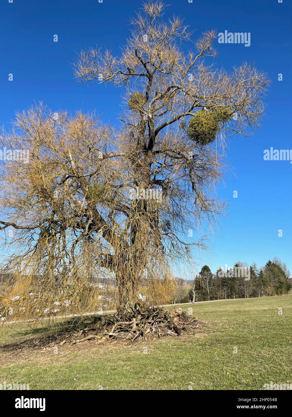 Mistletoe, Viscum album, is a parasite that lives on our native trees ...