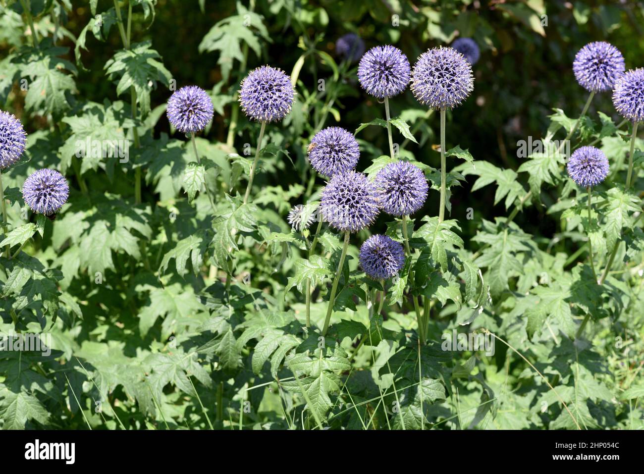 Globe thistles, Echinops ritro, are medicinal and wild plants Stock ...