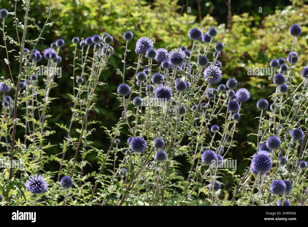 Globe thistles, Echinops ritro, are medicinal and wild plants Stock ...