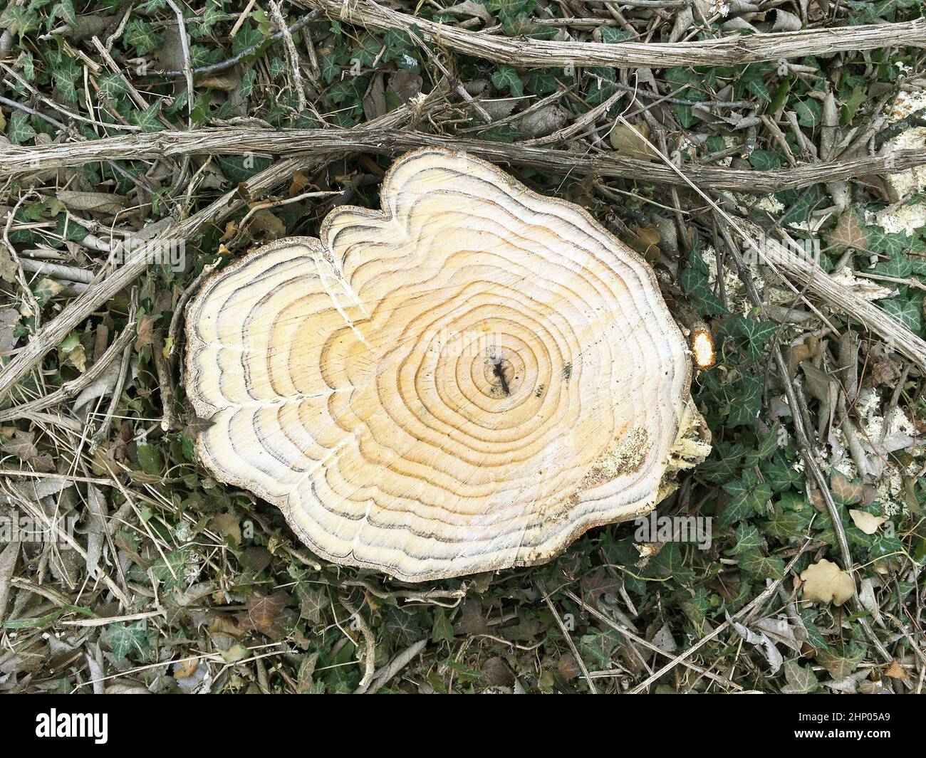 Wood texture of cut tree trunk. Close-up. Detailed natural light tan of ...