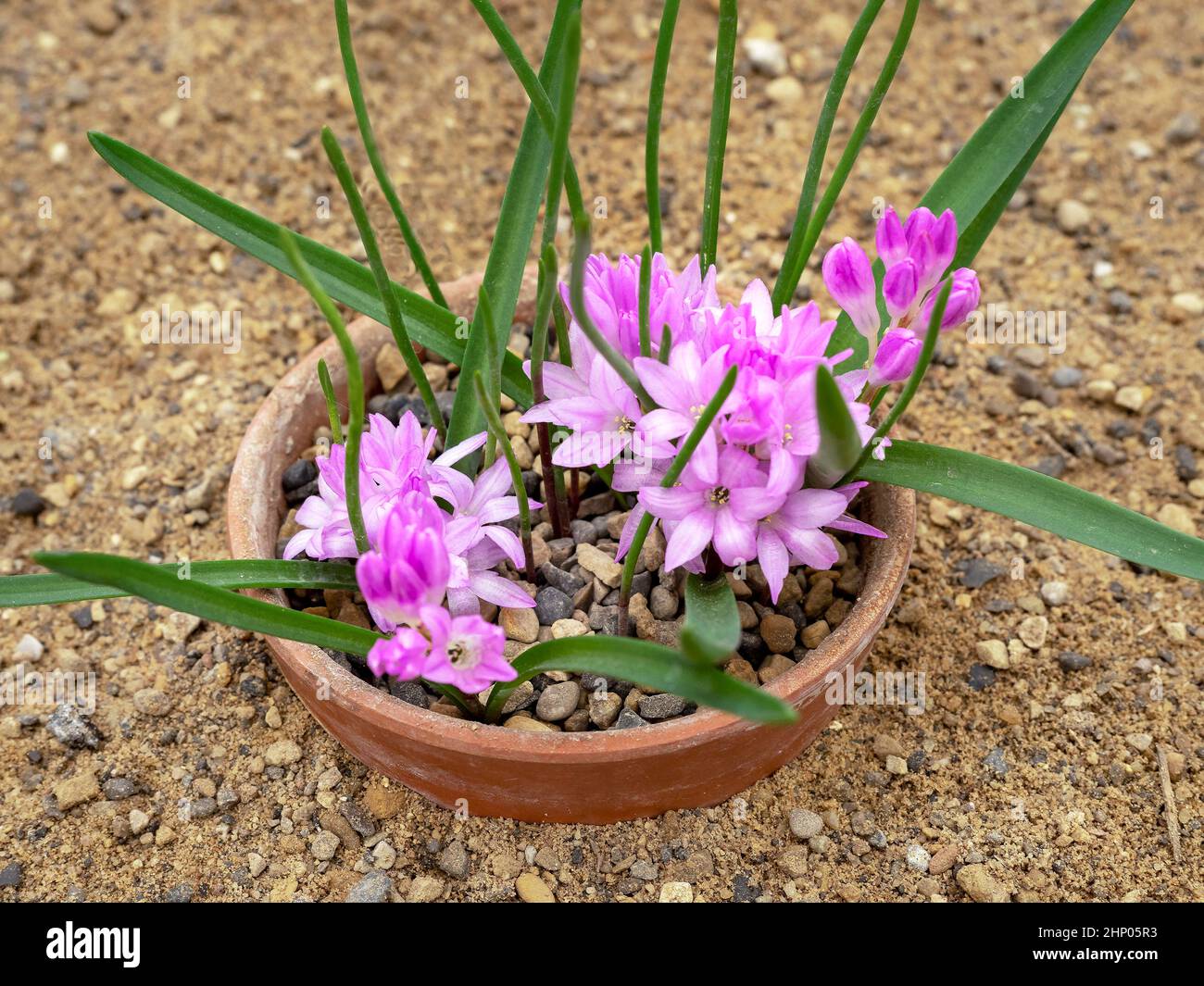 Closeup of the pretty pink flowers and thin green leaves of Lachenalia ...