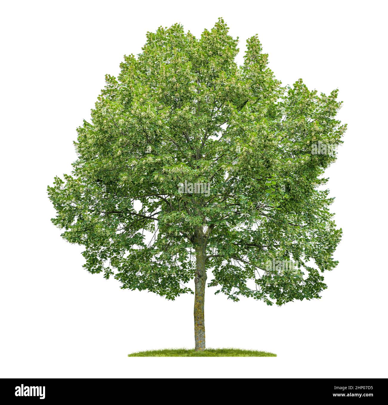 Isolated lime tree on a white background Stock Photo - Alamy