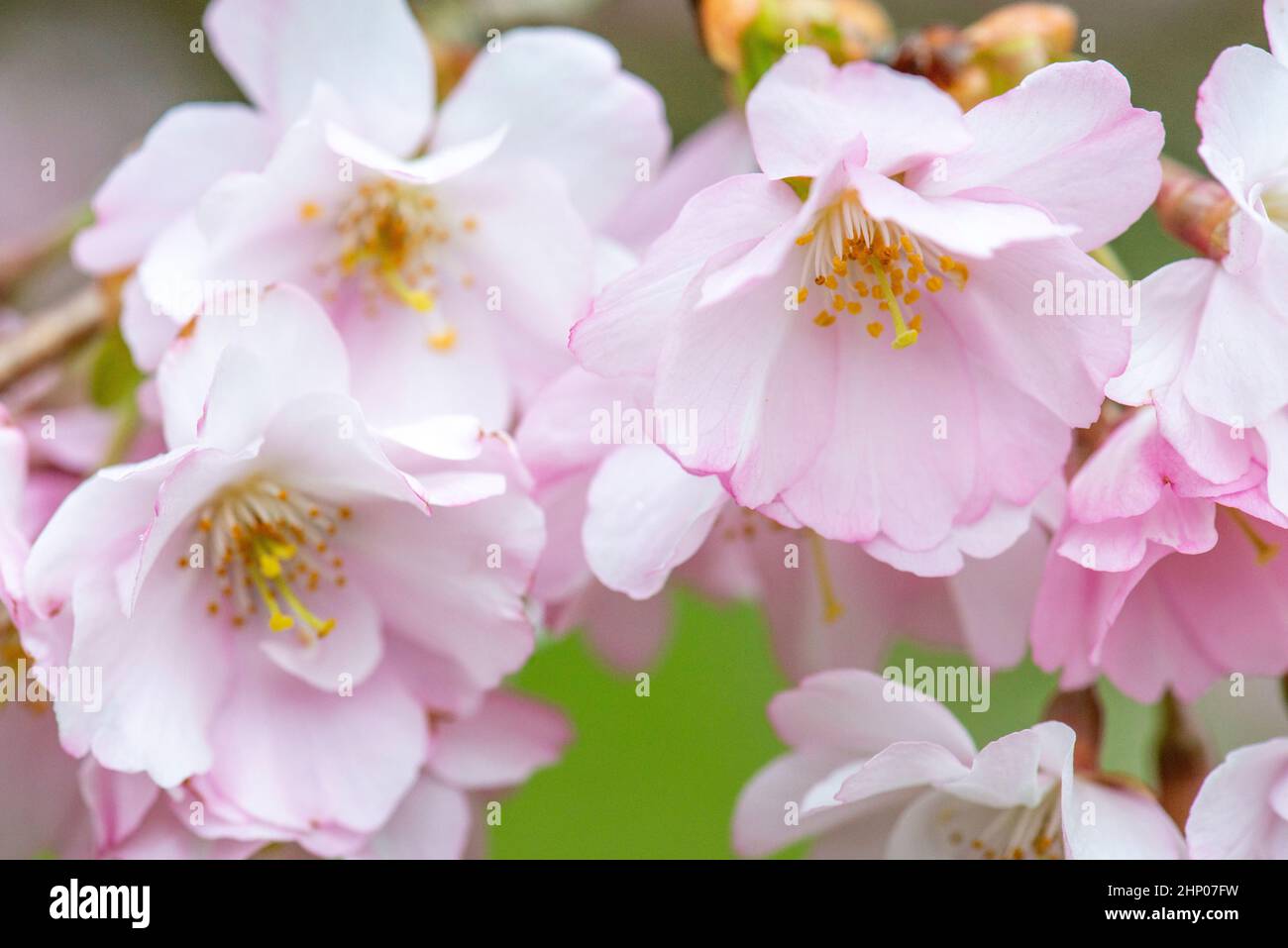 beautiful romantic of pink sakura flowers Stock Photo - Alamy