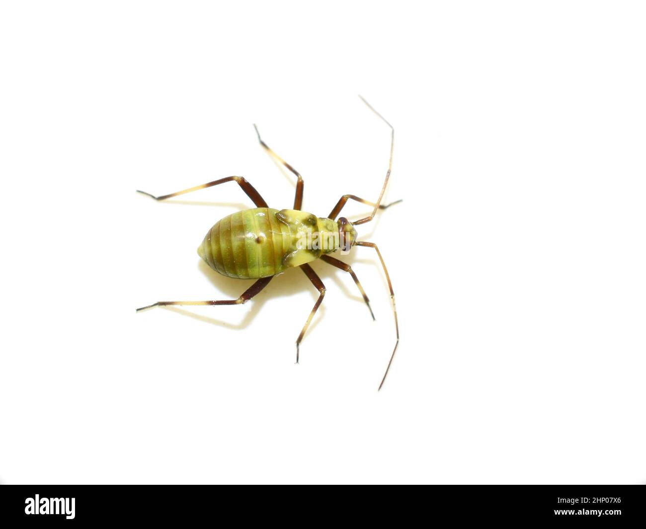 Common green capsid nymph Lygocoris pabulinus isolated on white ...