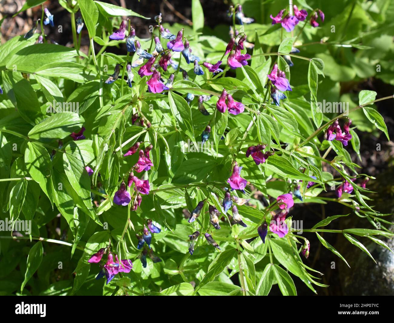 Purple and blue flowers on a Lathyrus vernus spring pea plant Stock ...