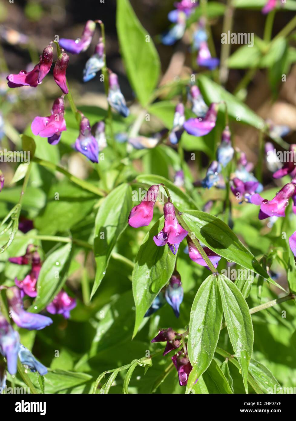 Purple and blue flowers on a Lathyrus vernus spring pea plant Stock ...