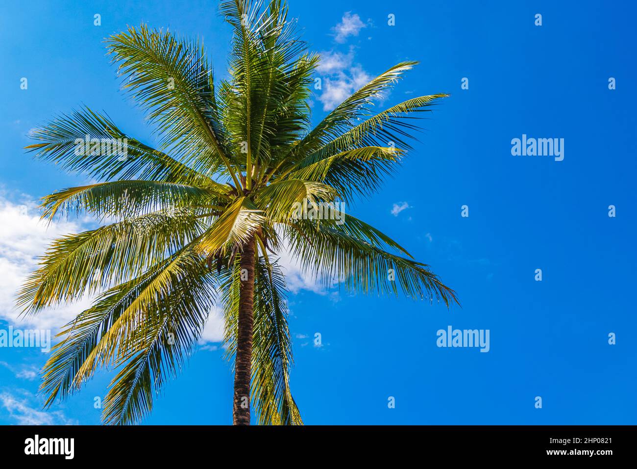 Tropical natural palm trees with blue sky background in Luang Prabang ...