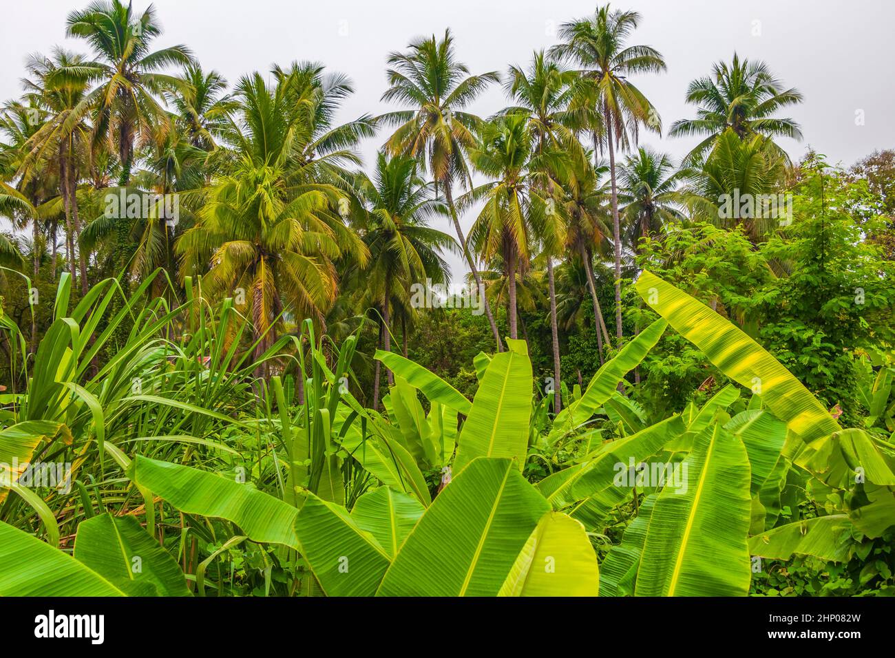 Tropical jungle forest with palm trees and cloudy background in Luang ...