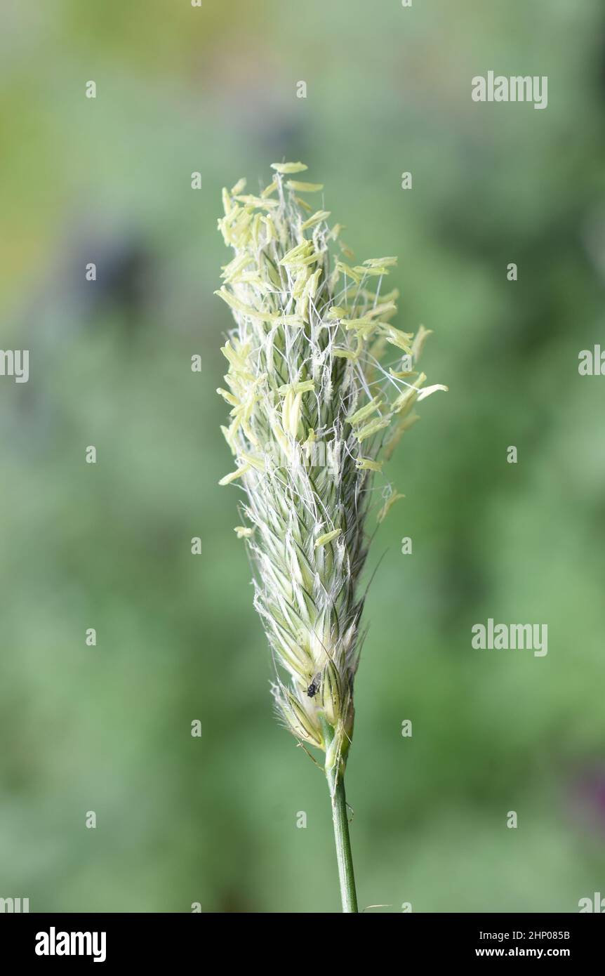 Alopecurus pratensis meadow foxtail grass flowering releasing pollen ...