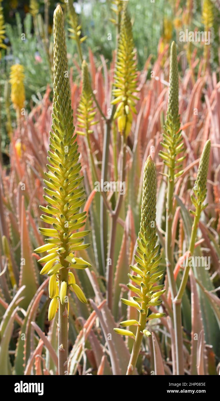 Big group of orange and yellow aloe flowers Stock Photo - Alamy