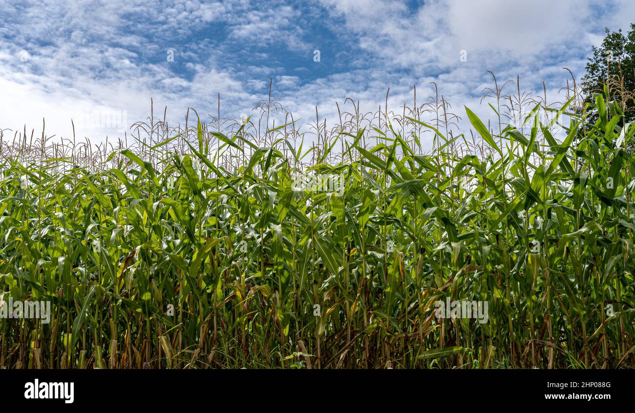 Big green field hi-res stock photography and images - Alamy