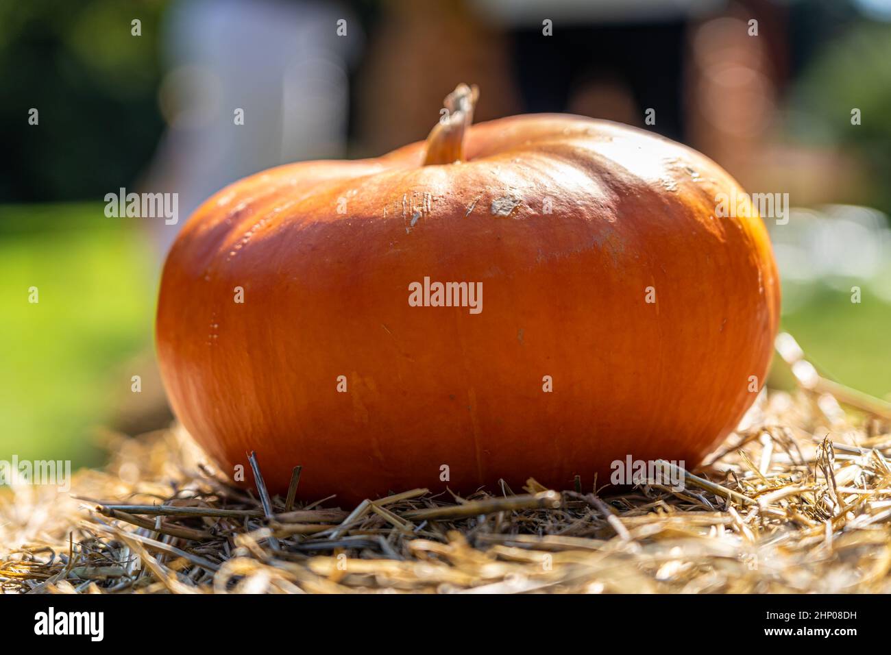 Big orange pumpkin on a block of straw Stock Photo - Alamy