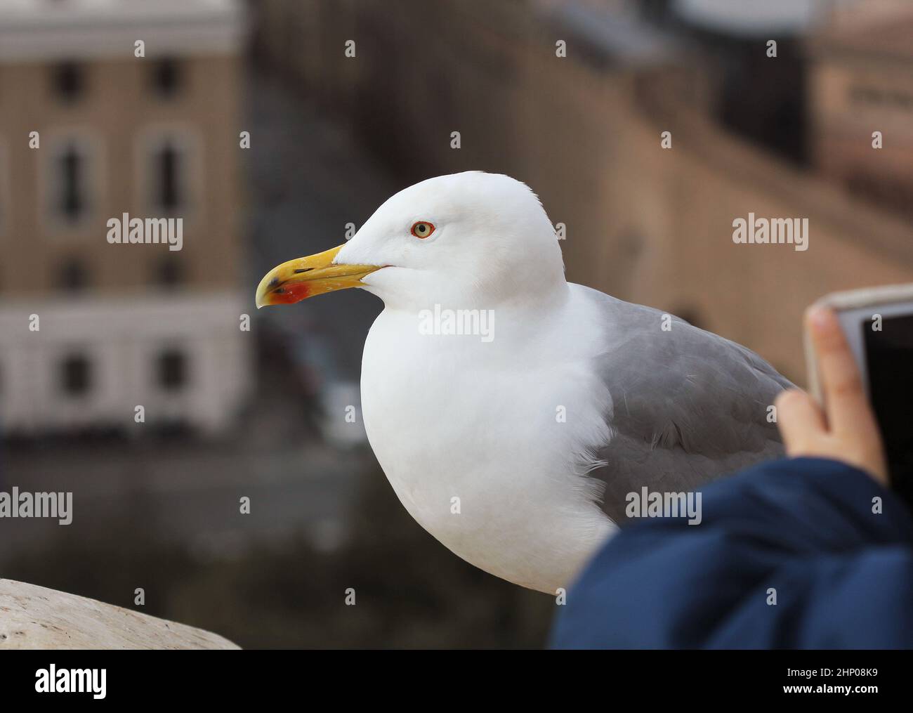 A white seagull on a stone surface looks around as somebody takes its ...
