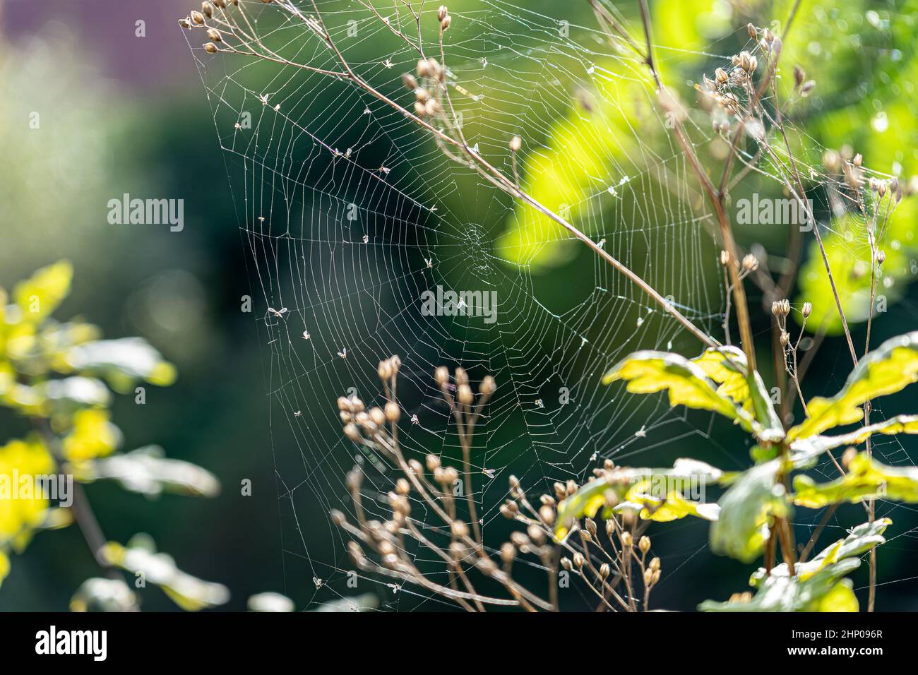 Dead insects and plants hi-res stock photography and images - Alamy
