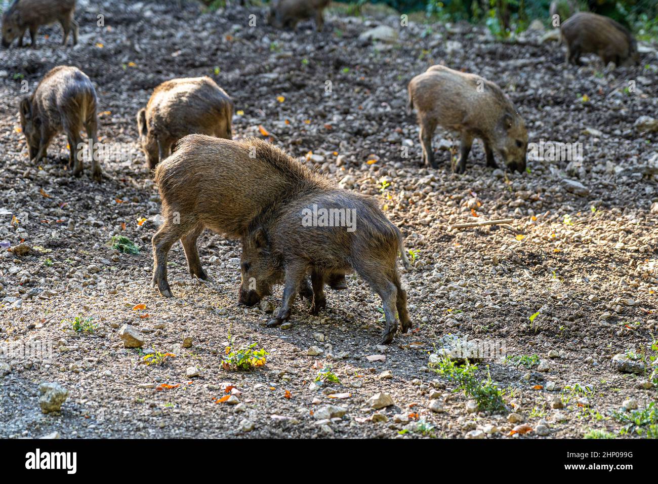 Wild boars searching for food on the ground and eating Stock Photo - Alamy
