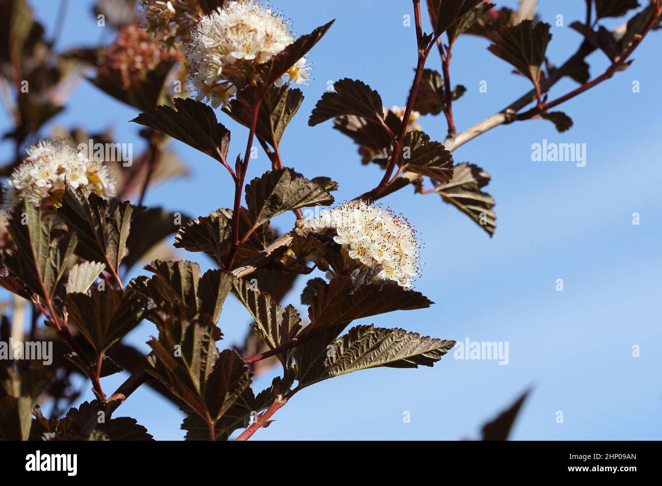 The flowers of Eastern ninebark with purple leaves Stock Photo - Alamy