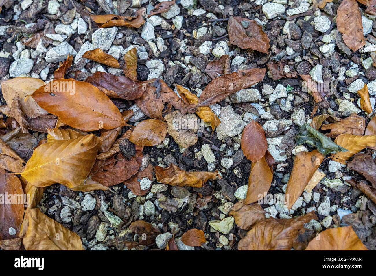 Gravelstone and fall foliage on the woodland path Stock Photo - Alamy