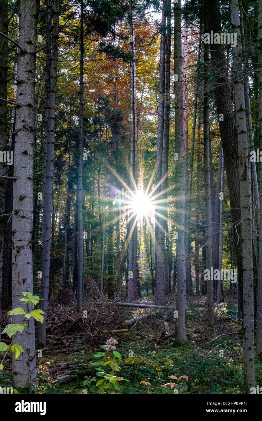 Shining sun through the trees of the forest in shape of a star Stock ...