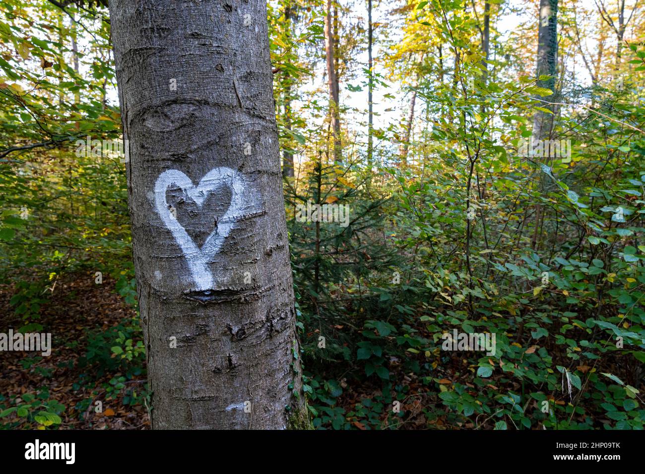White heart written on the trunk of a tree in the middle of the forest ...