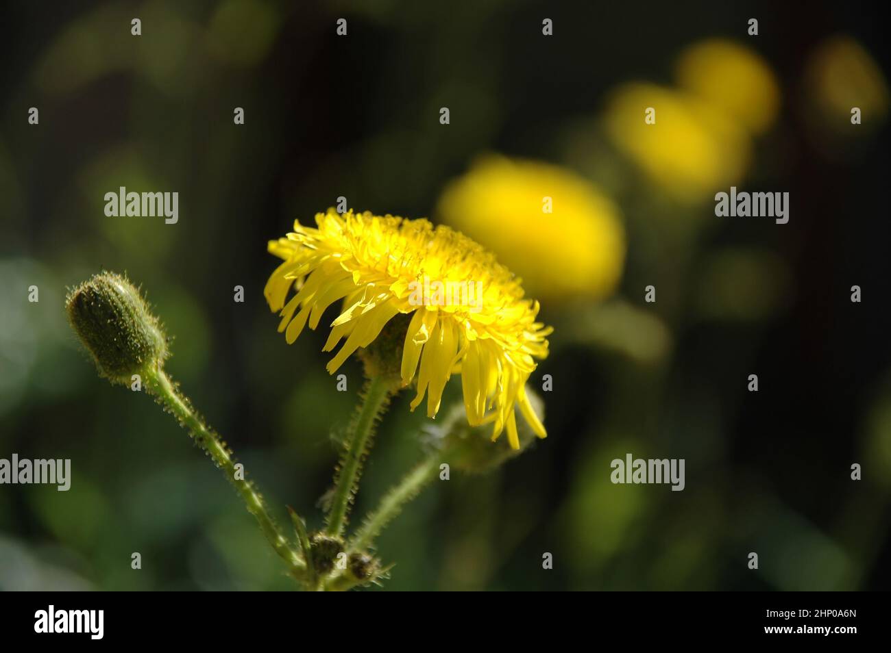 Yellow flowers in focus and blur Stock Photo - Alamy