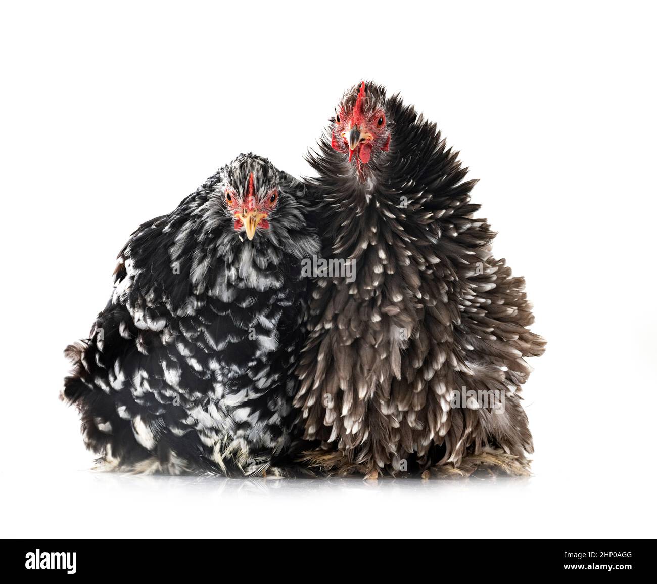 Pekin Bantam in front of white background Stock Photo - Alamy
