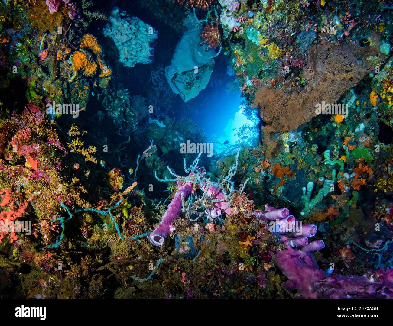 Small cave fully covered with colorful healthy soft coral and hard ...