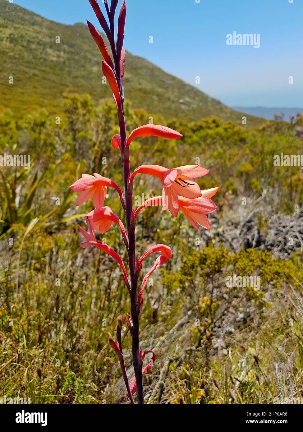Plants and flowers at Table Mountain National Park in Cape Town, South ...