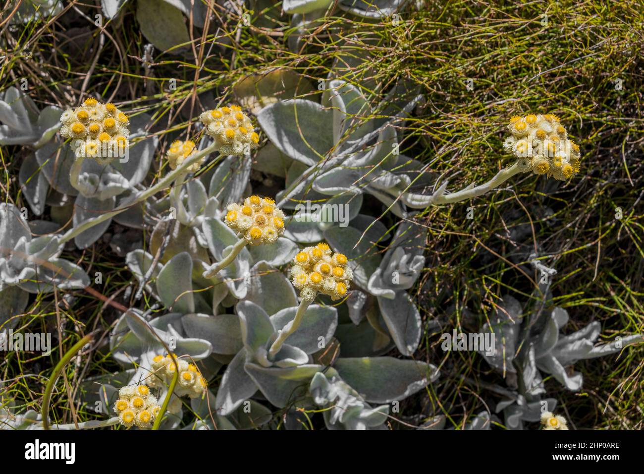 Yellow flowers at Table Mountain National Park in Cape Town, South ...