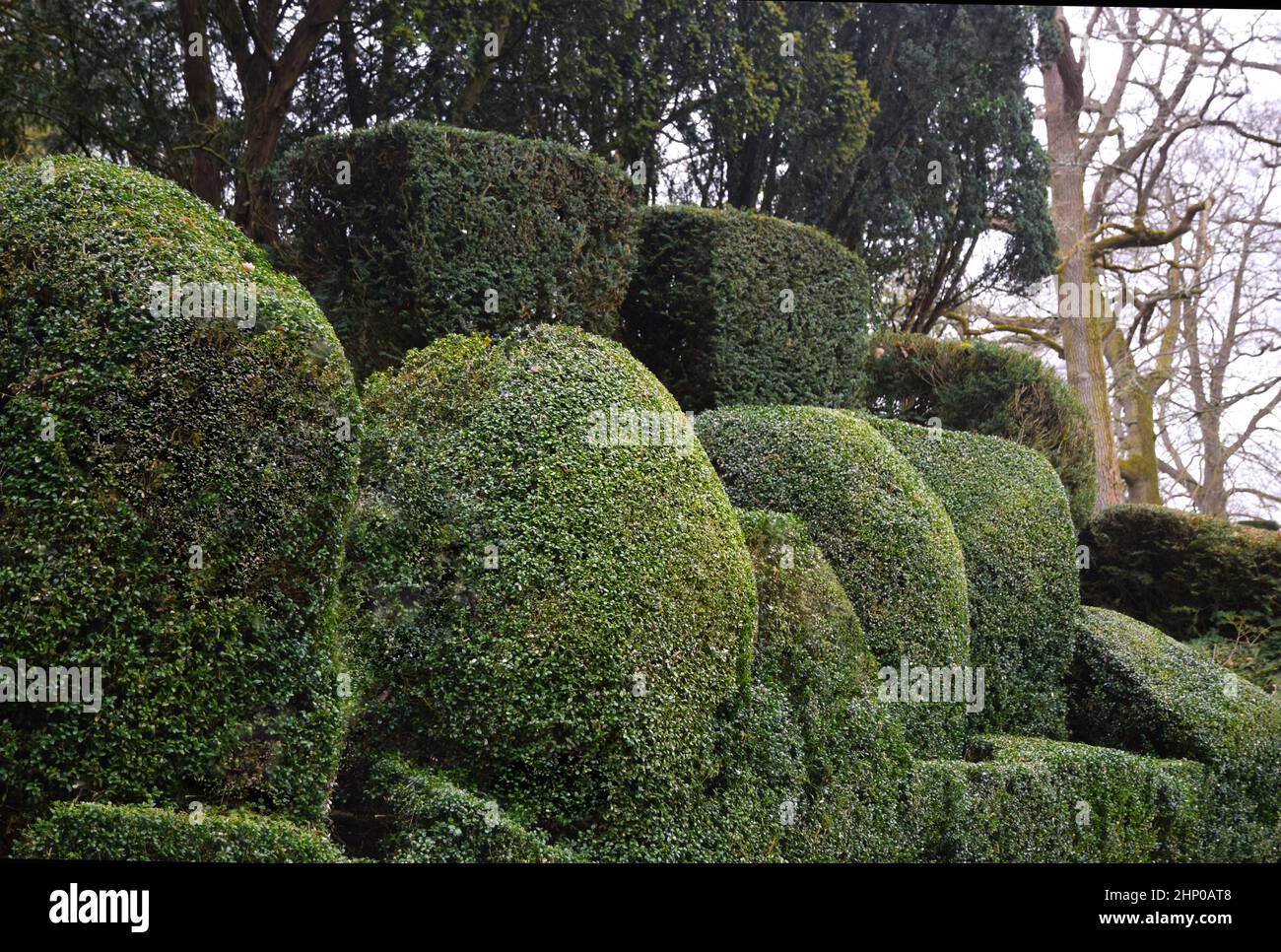 clipped hedges, suffolk, england Stock Photo - Alamy