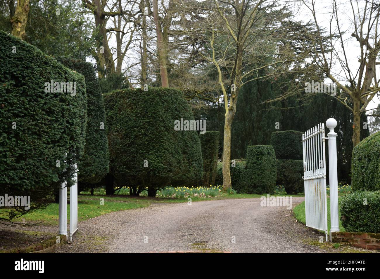 clipped hedges, suffolk, england Stock Photo - Alamy