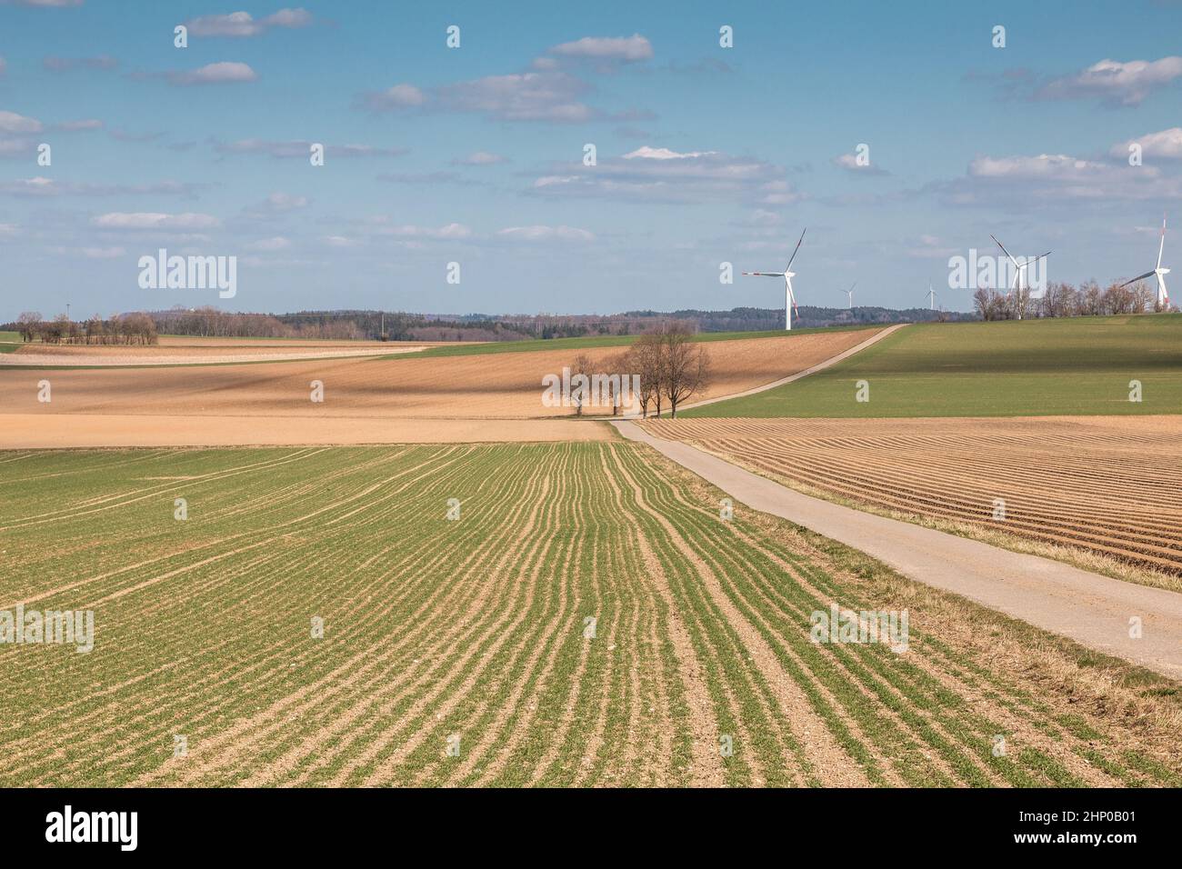 Big green fields of fertile soil and green grain and the blue sky with ...