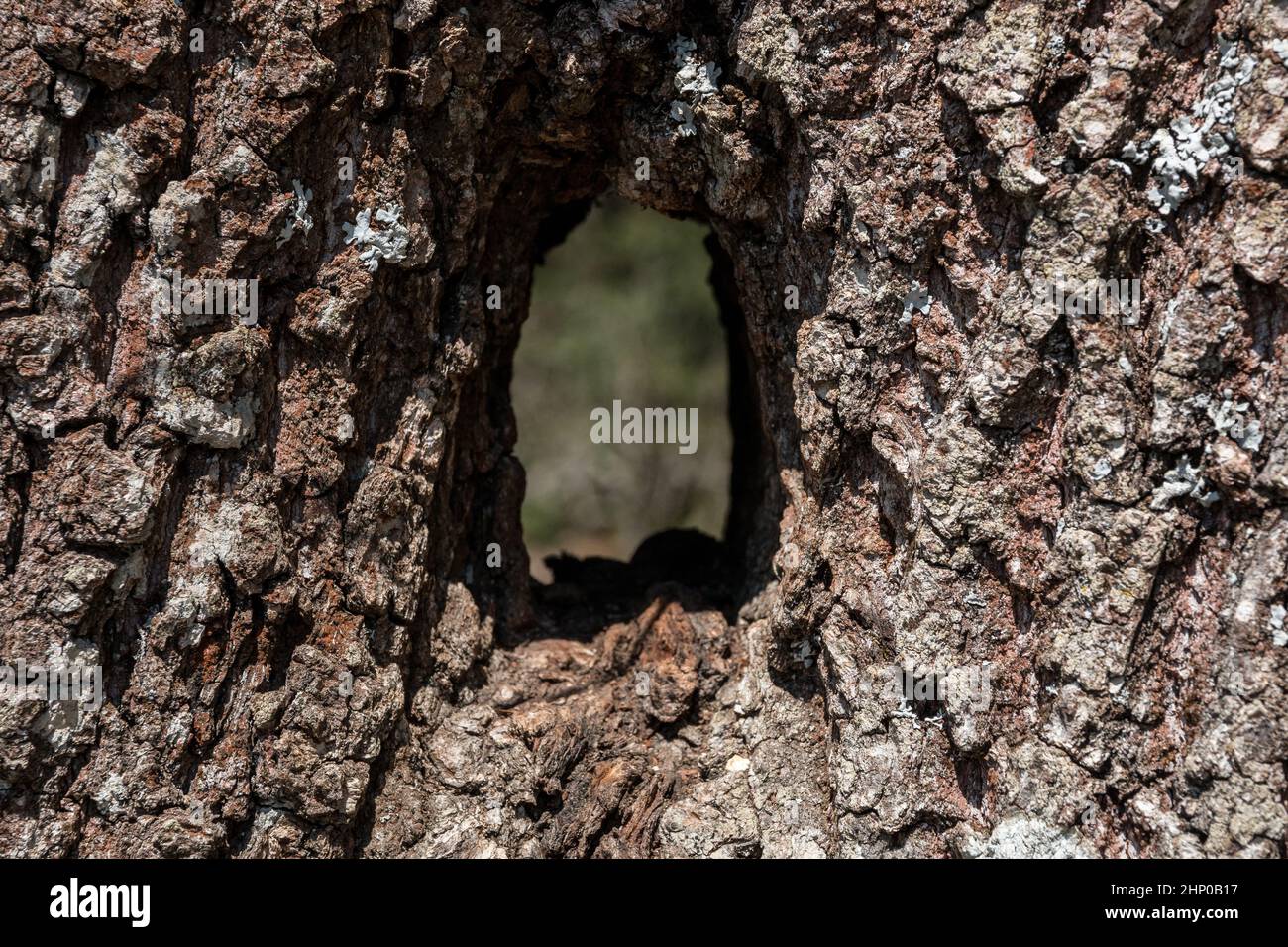 Hole through a tree trunk of an old tree Stock Photo - Alamy