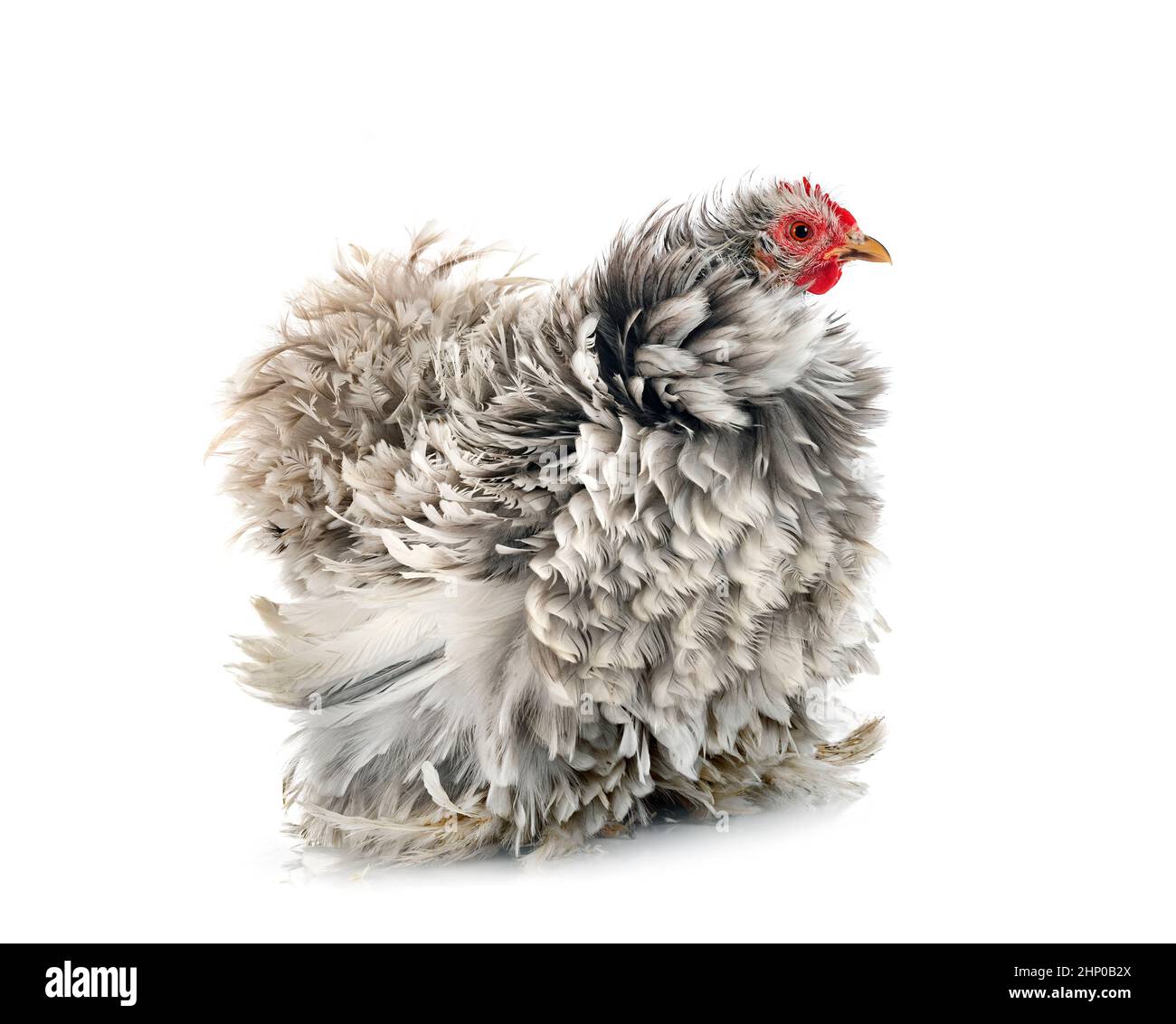 Pekin Bantam in front of white background Stock Photo - Alamy