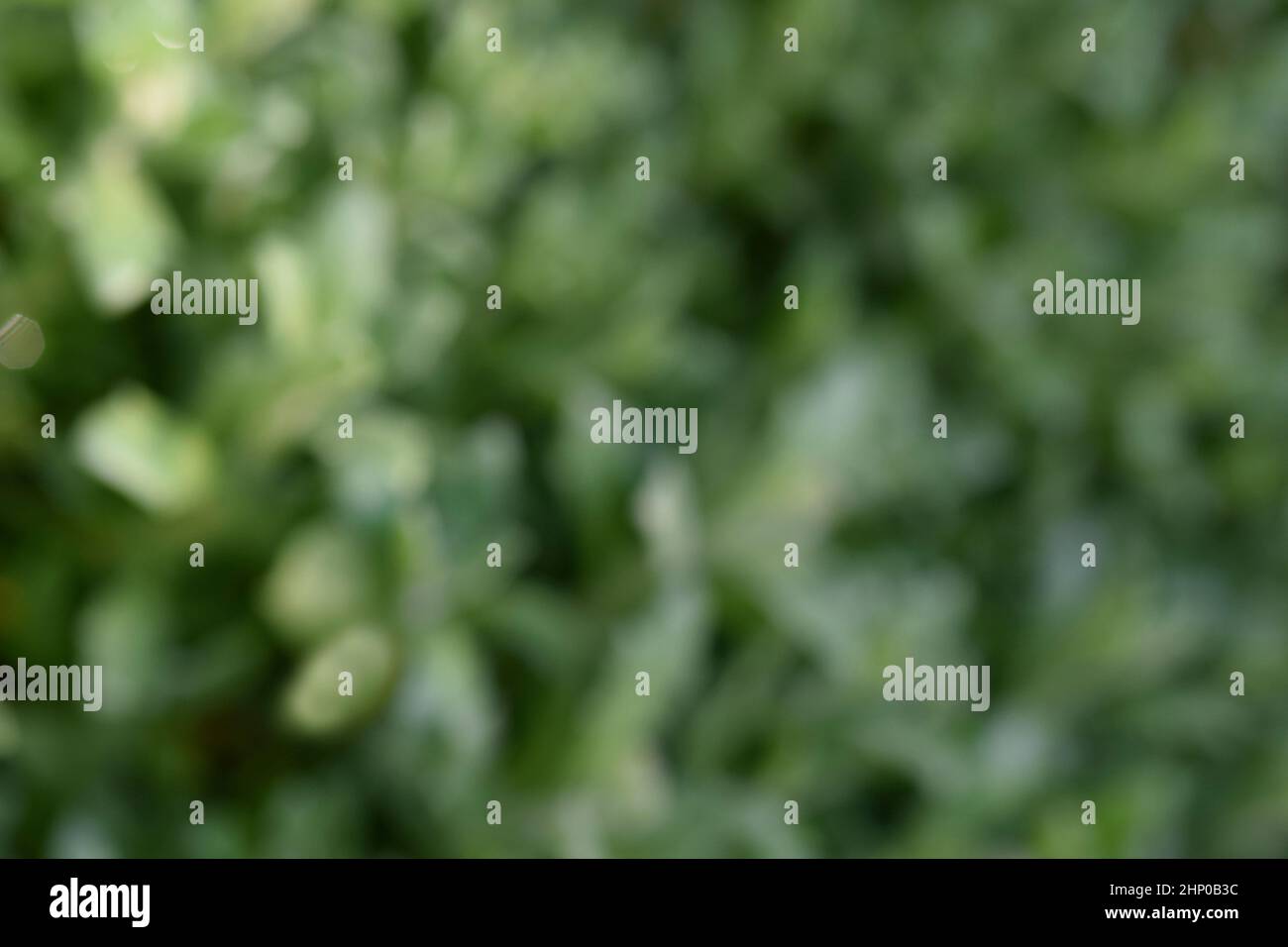 Greenery full frame hi-res stock photography and images - Alamy