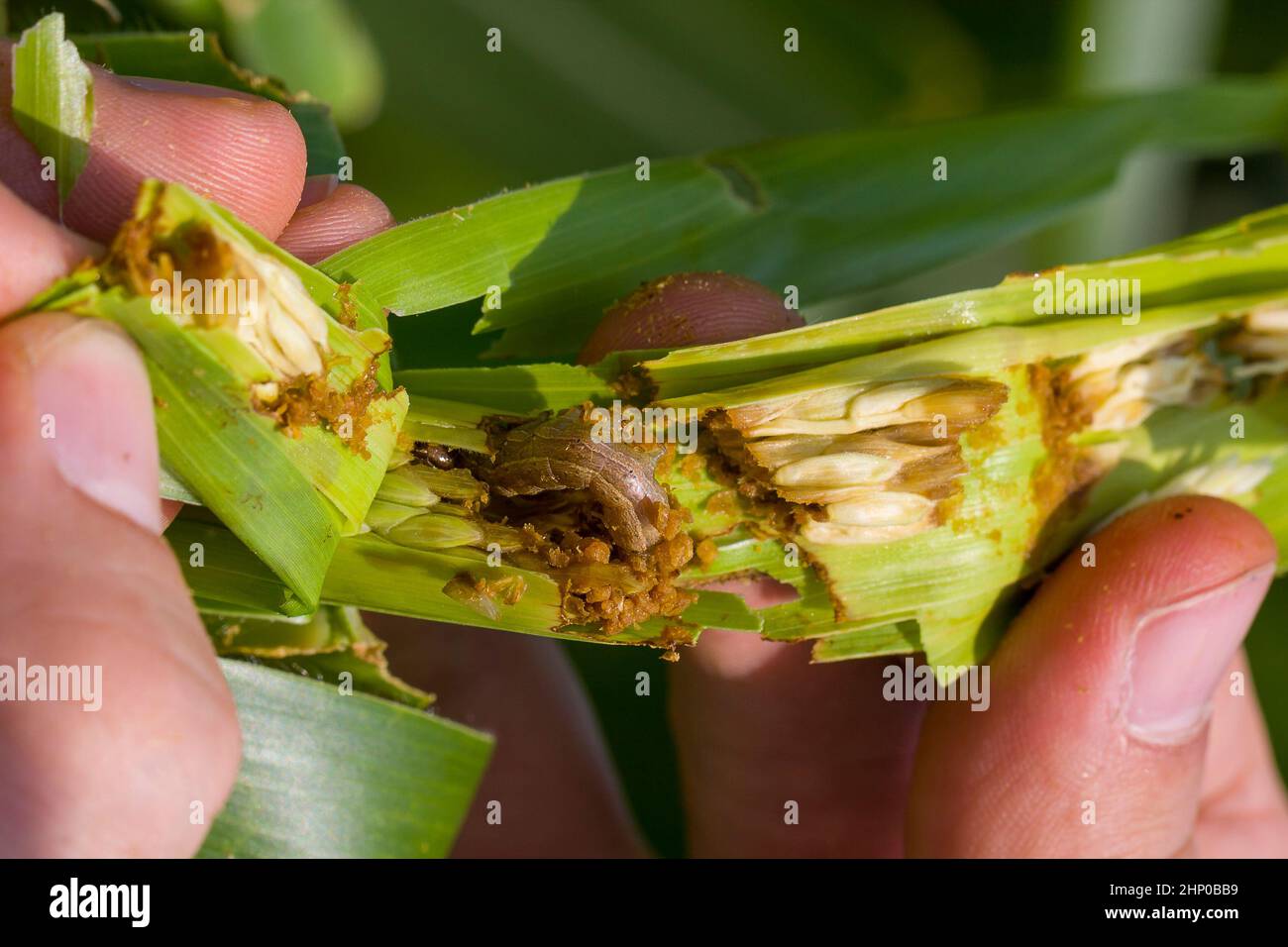 Fall armyworm Spodoptera frugiperda (J.E. Smith, 1797) in damaged corn ... Fall armyworm Spodoptera frugiperda (J.E. Smith, 1797) in damaged corn ...