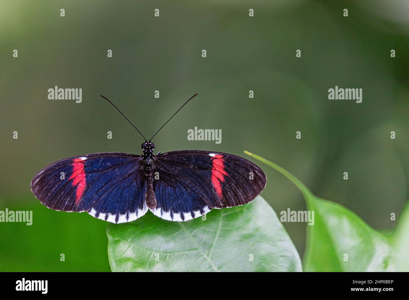 View of Red postman (Heliconius erato) butterfly with open wings Stock ...