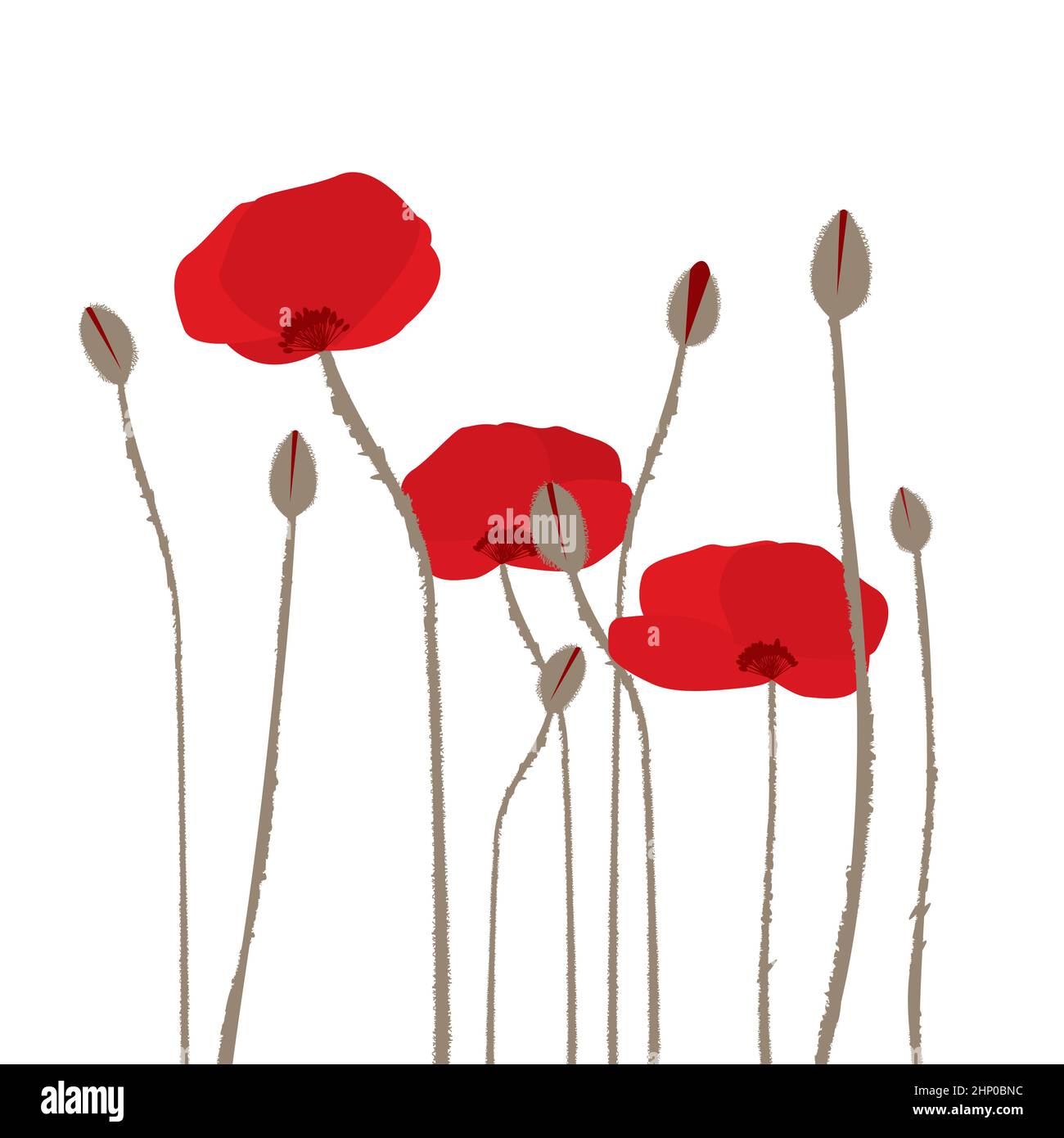 Hand drawn stylized poppies on white background Stock Photo - Alamy