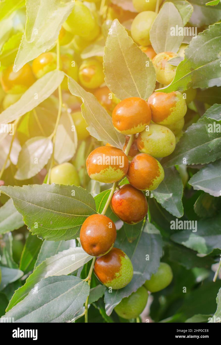 Chinese date on a branch. Ripe jojoba fruit on a tree branch Stock ...