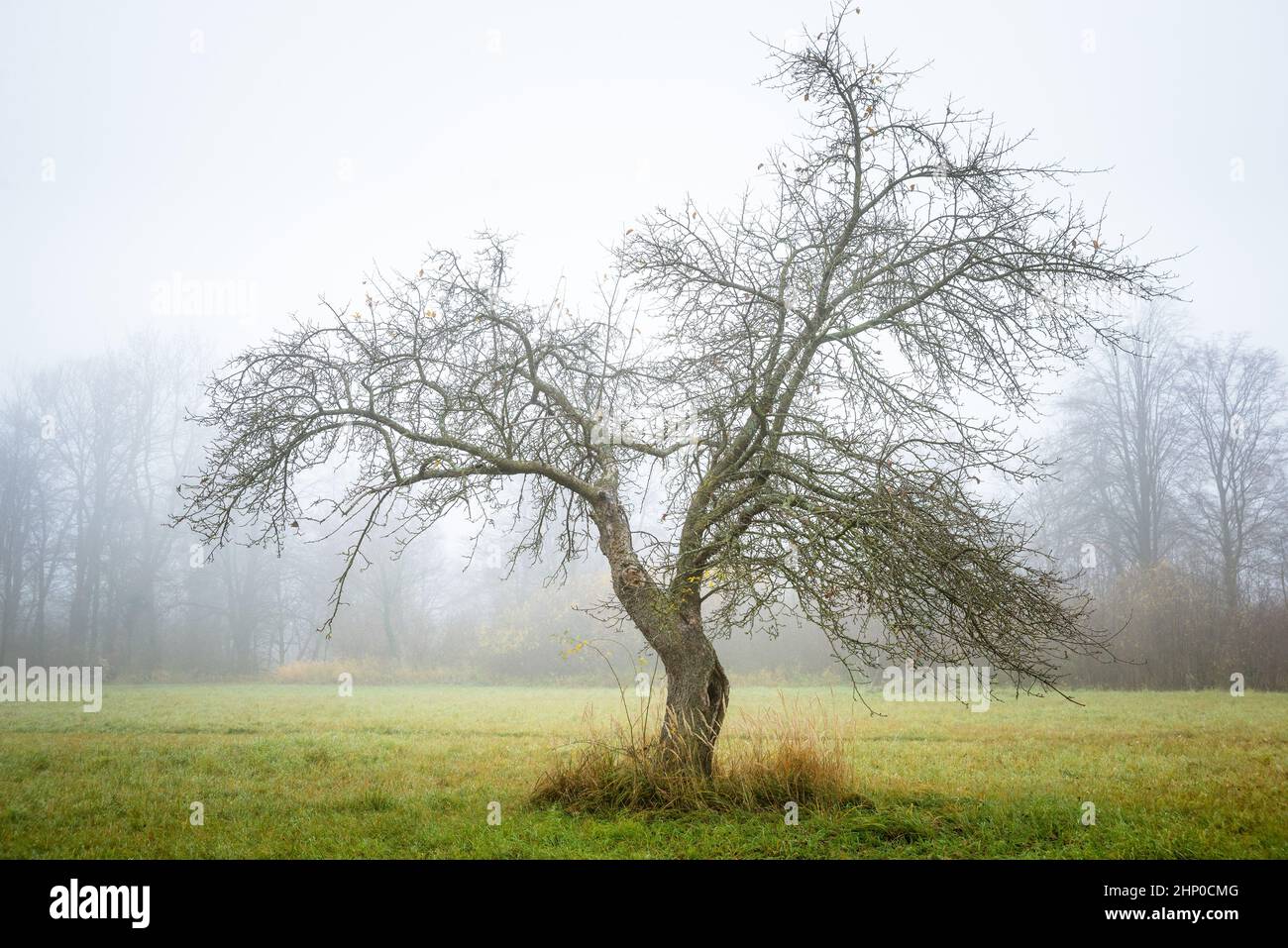 Tree in a fog.Apple tree with fallen down leaves Stock Photo - Alamy