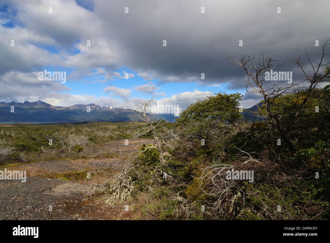 Typical vegetation of Patagonia, Chile Stock Photo - Alamy