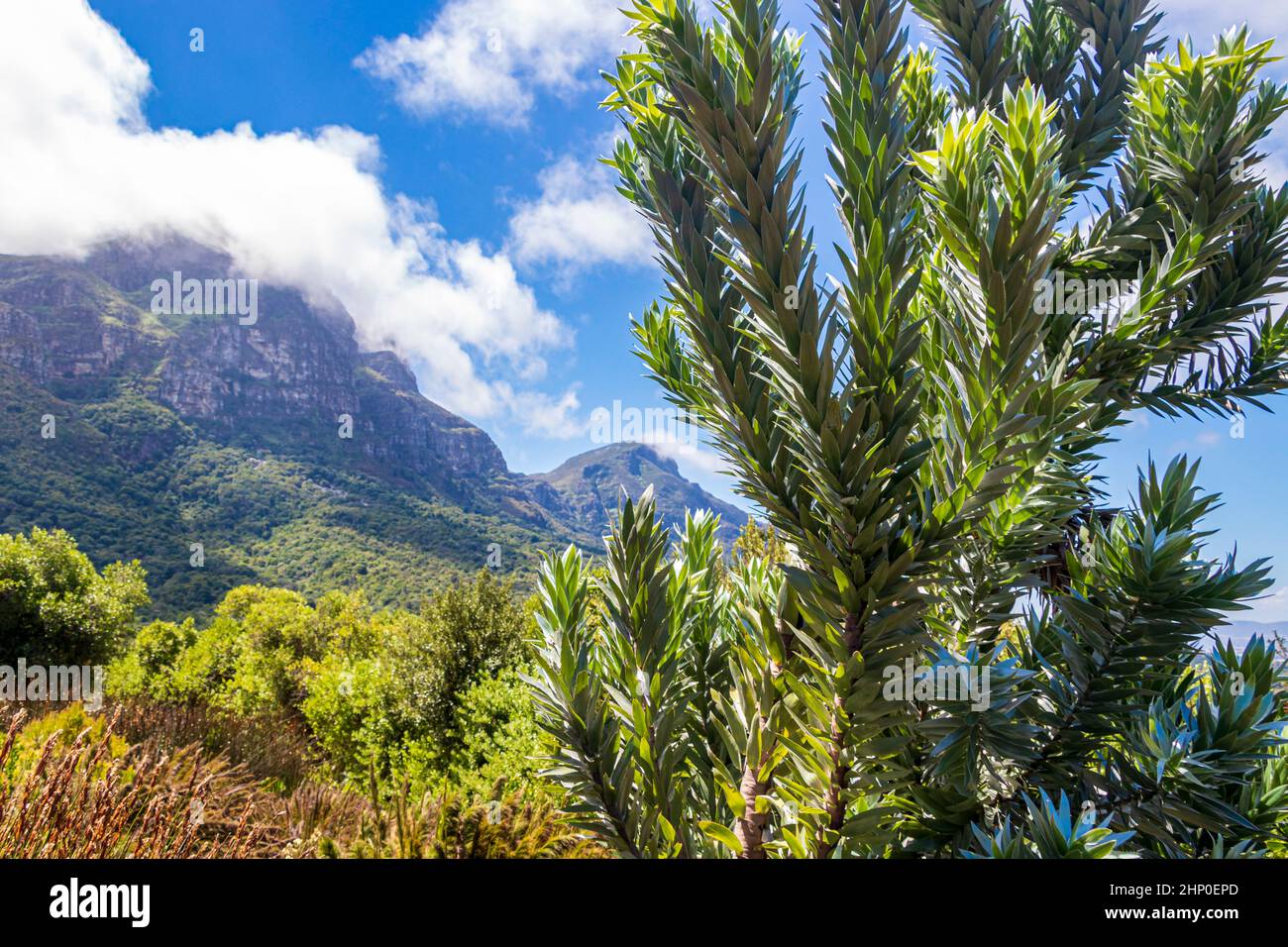 Silver tree Leucadendron argenteum in Kirstenbosch National Botanical ...