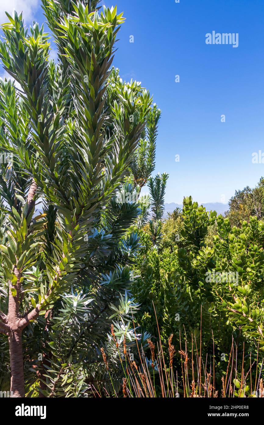 Silver tree Leucadendron argenteum in Kirstenbosch National Botanical ...