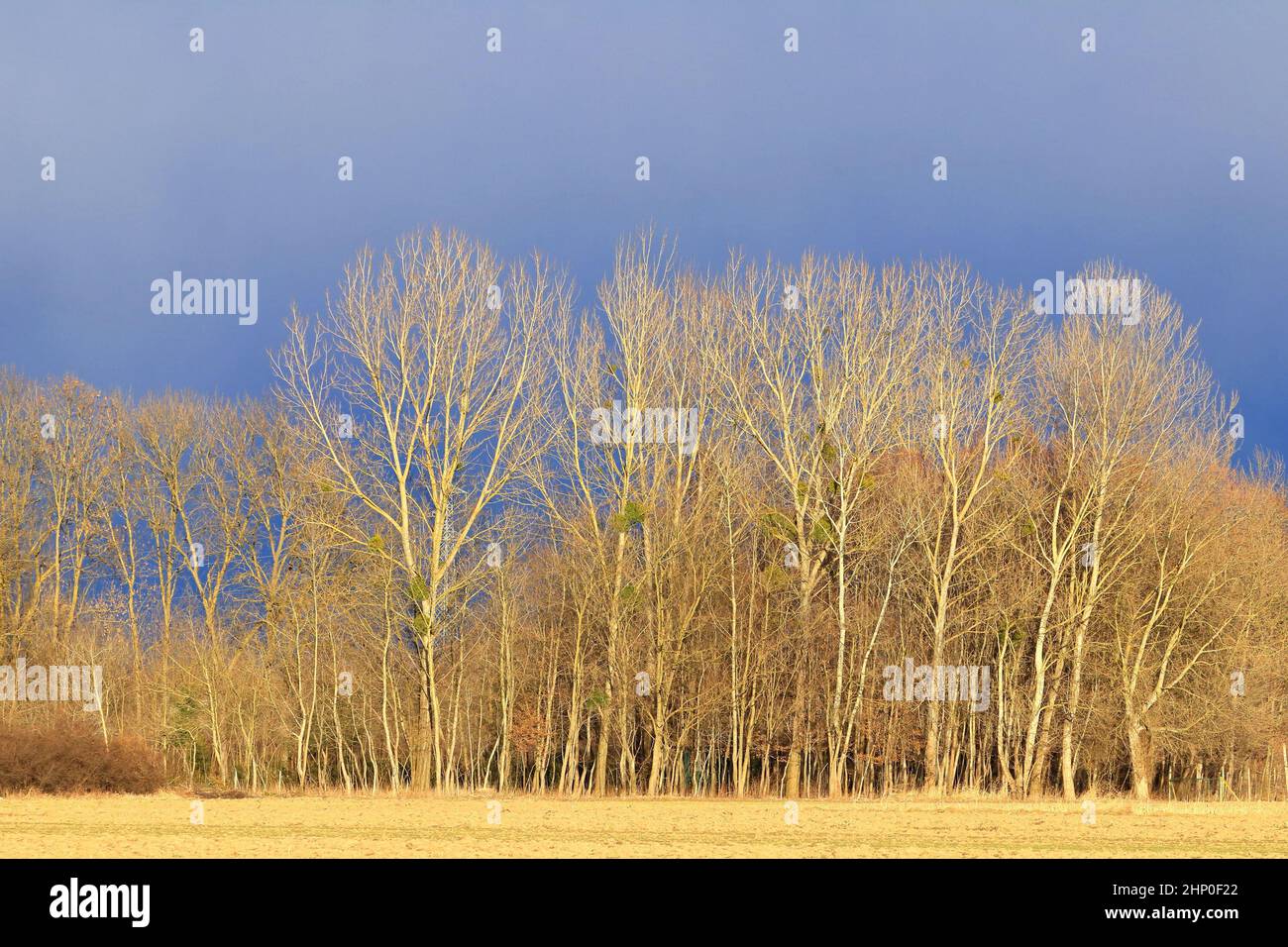 Forest in winter on teh edge of agricultural field Stock Photo - Alamy