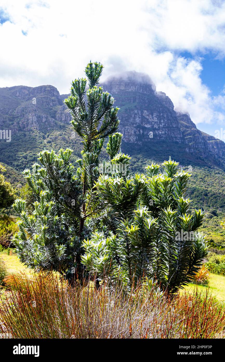 Silver tree Leucadendron argenteum in Kirstenbosch National Botanical ...