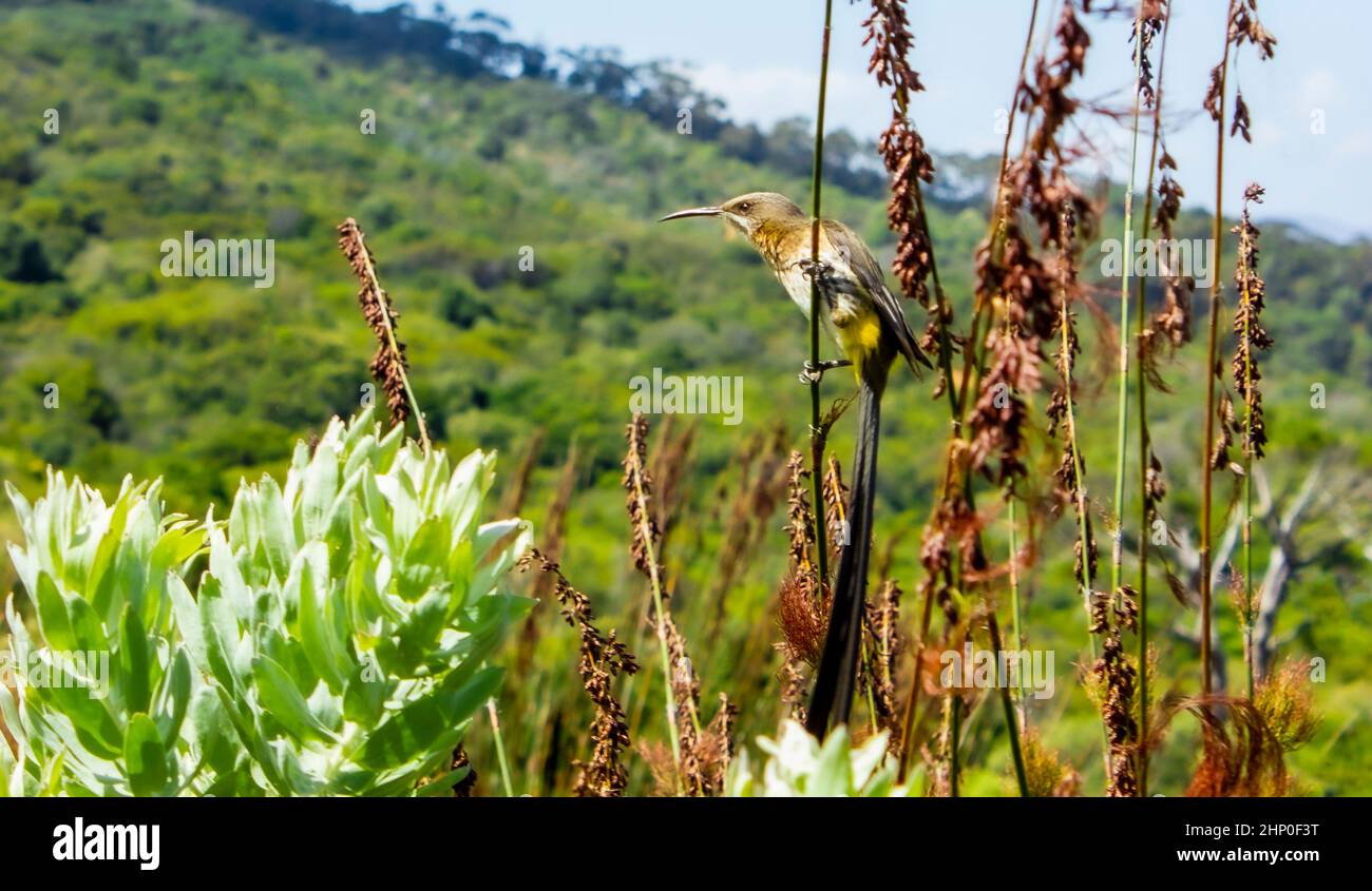 Cape sugarbird sitting on plants flowers long tail in Kirstenbosch ...