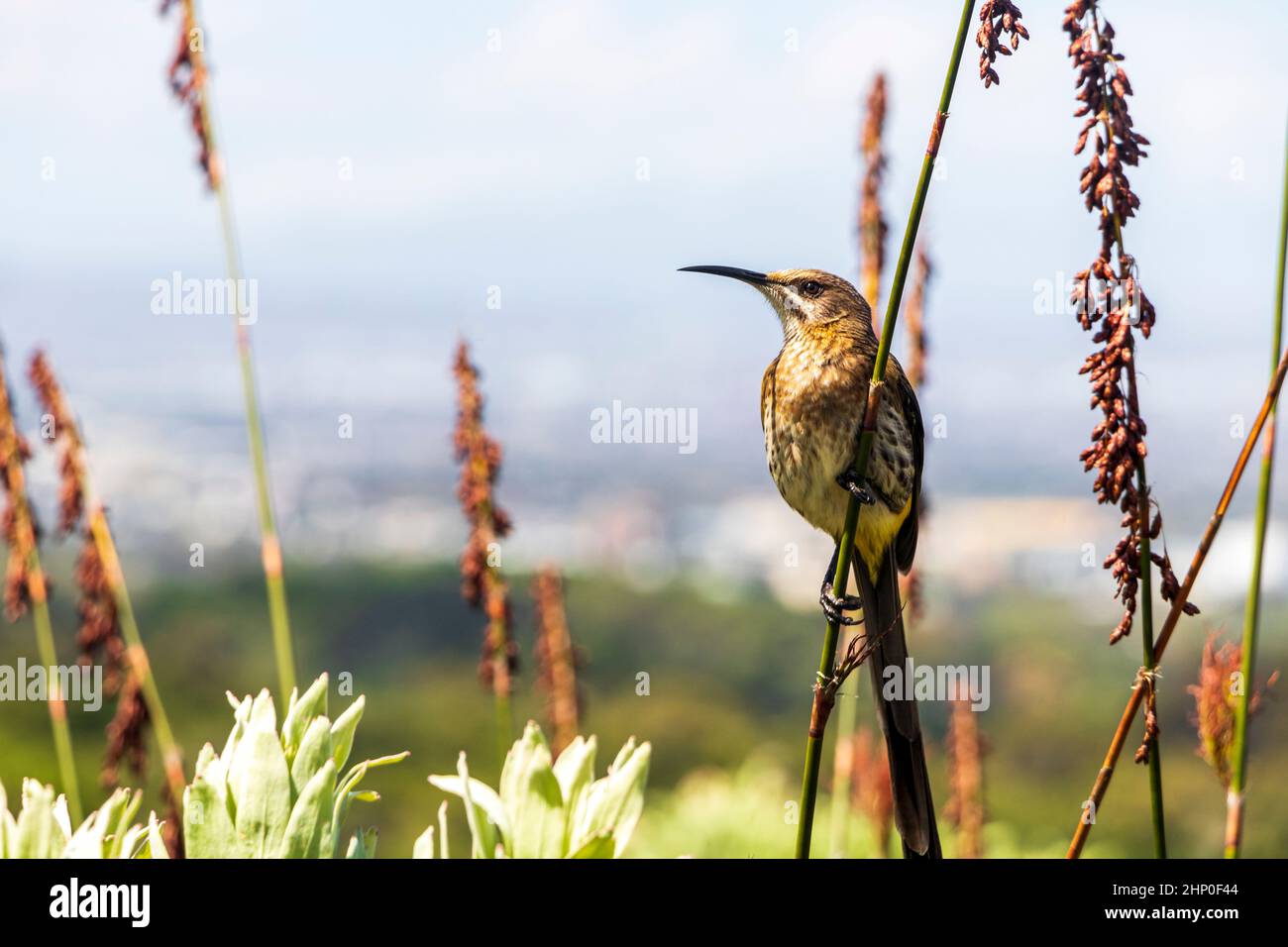 Cape sugarbird sitting on plants flowers in Kirstenbosch National ...
